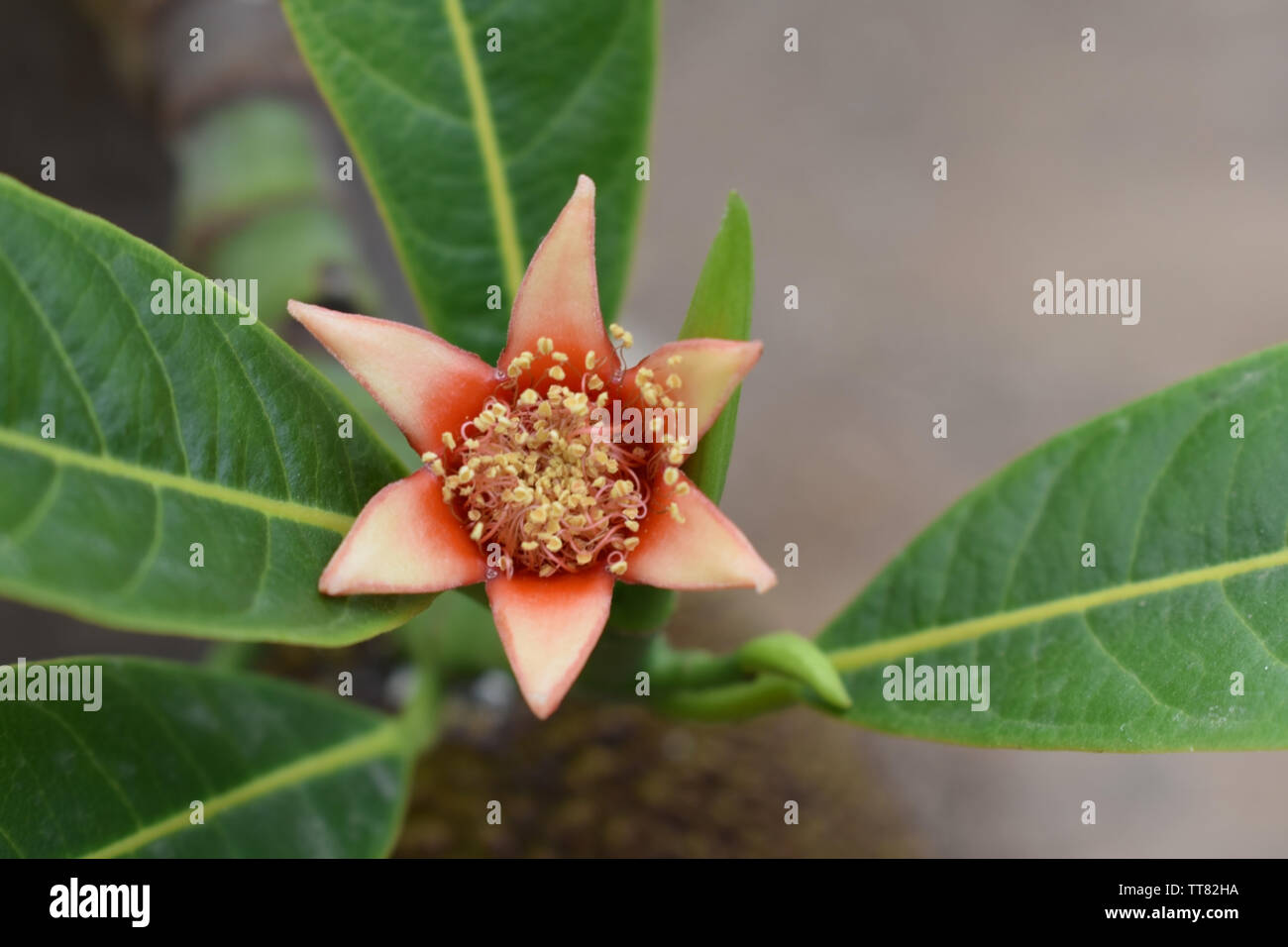 Pomegranate leaves hi-res stock photography and images - Alamy