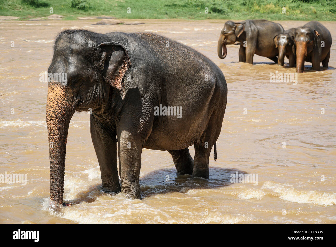elephant family having bath in a pond at nature Stock Photo - Alamy