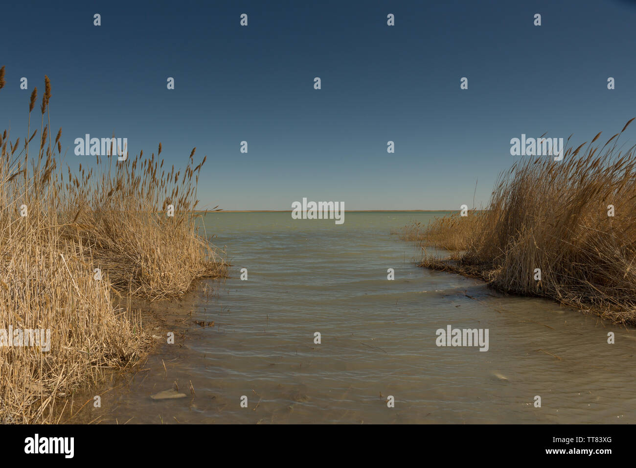 Dry reeds on the shore of the Aral sea Stock Photo - Alamy
