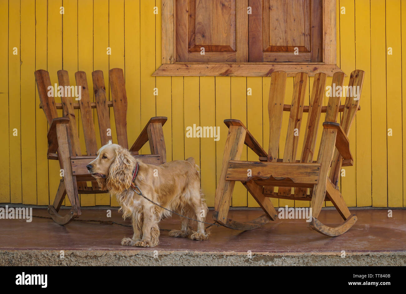 A cute dog and wooden rocking chairs on veranda in Cuba Stock Photo - Alamy