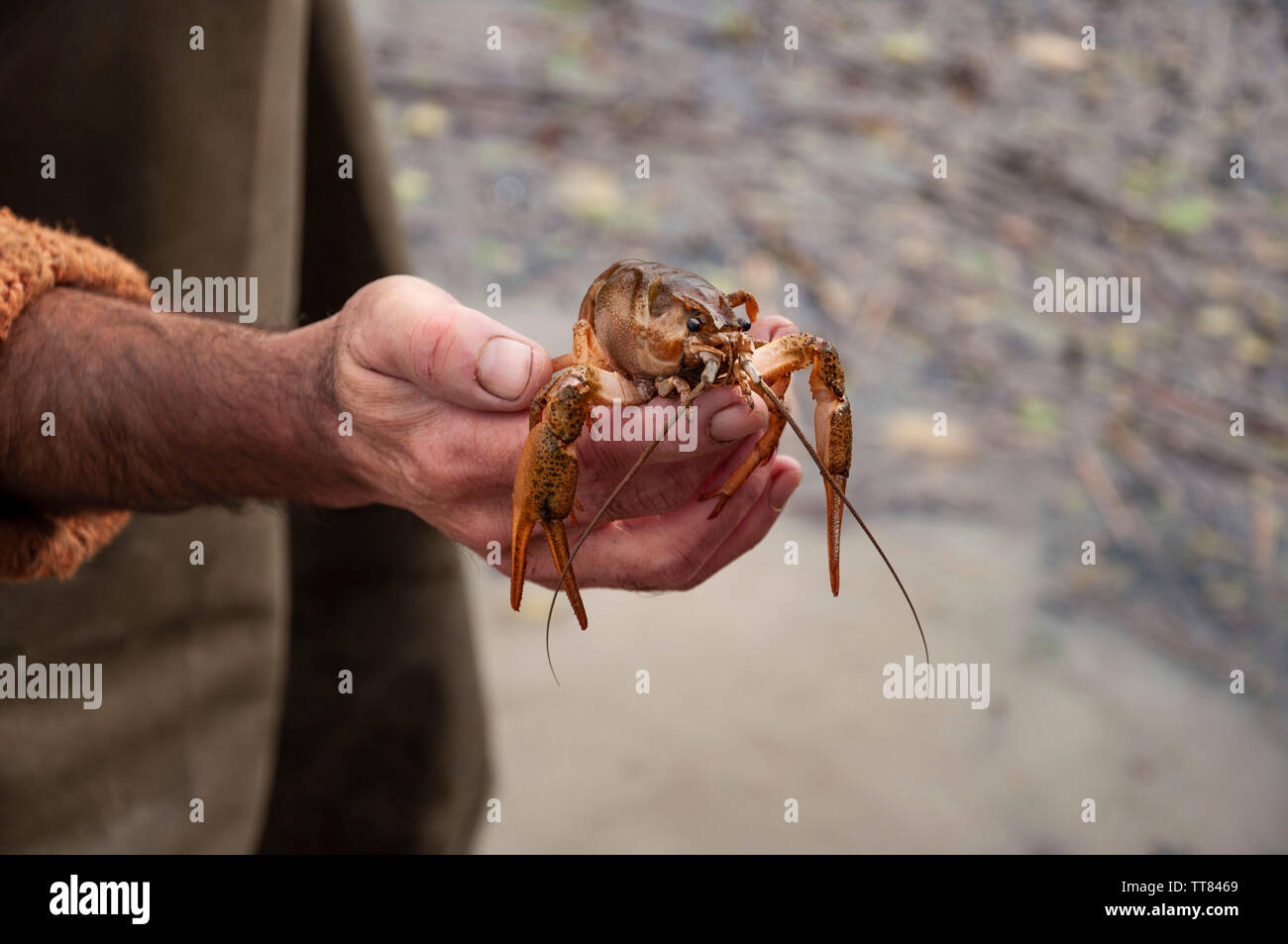 Closeup of male hand holding an alive freshwater crayfish Stock Photo ...