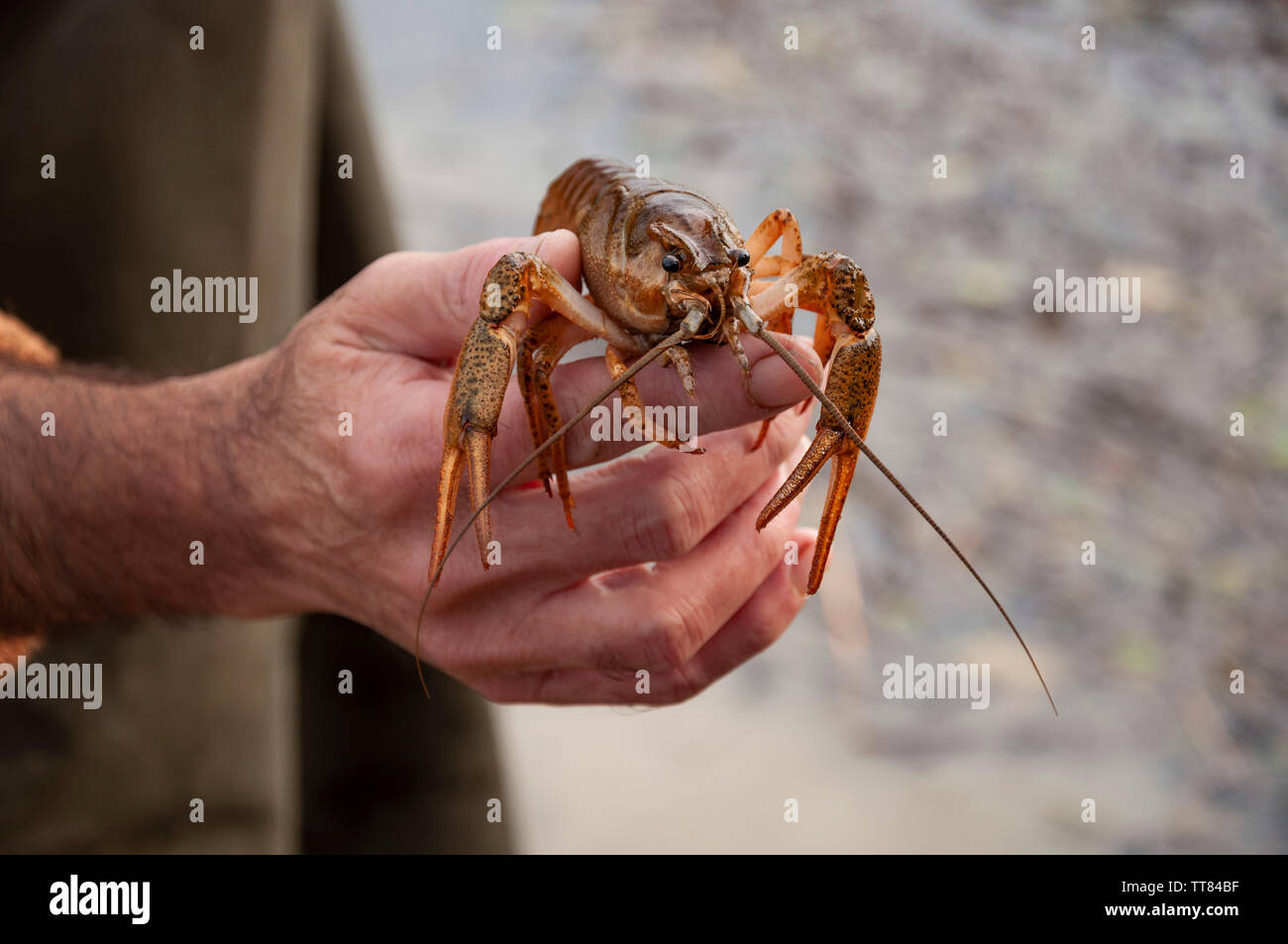 Closeup of male hand holding an alive freshwater crayfish Stock Photo ...