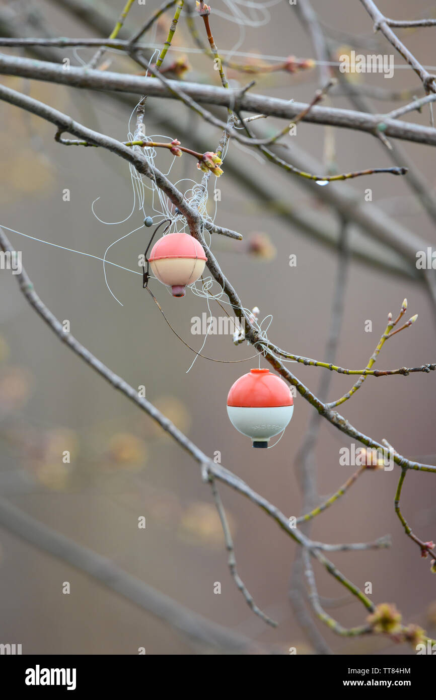 Discarded fishing gear in a tree at Colonel Samuel Smith Park in ...