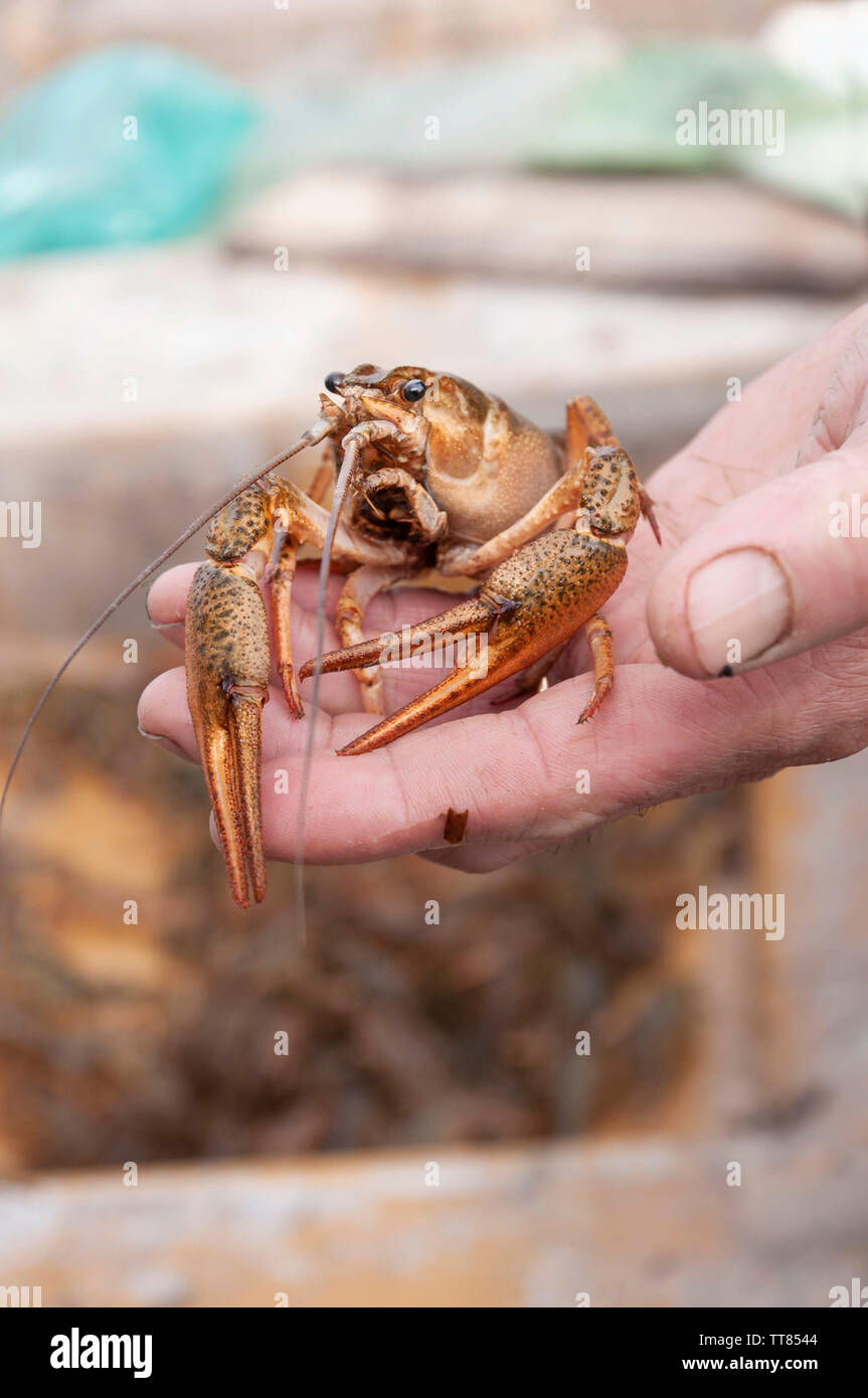 Closeup of male hand holding an alive freshwater crayfish Stock Photo ...