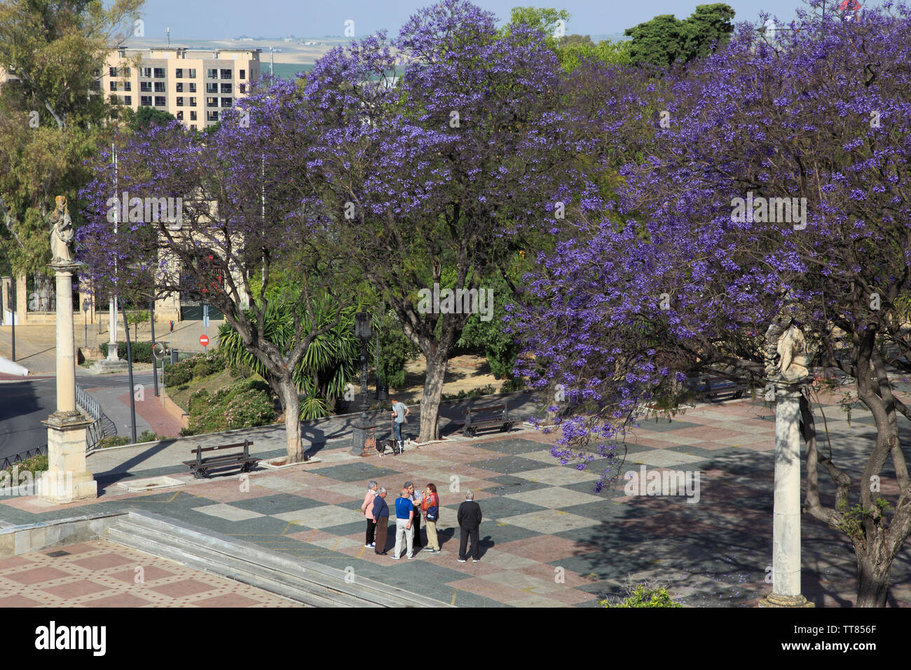 Jacaranda trees jerez hi-res stock photography and images - Alamy