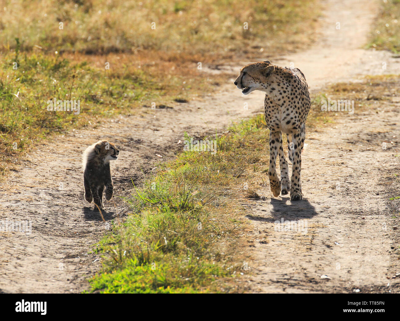 Cheetah cub running hi-res stock photography and images - Alamy