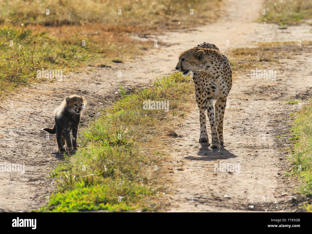 Baby Cheetah Running