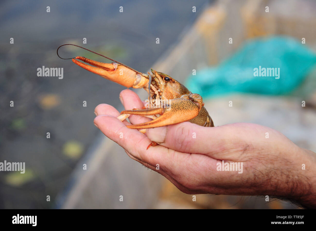 Closeup of male hand holding an alive freshwater crayfish Stock Photo ...