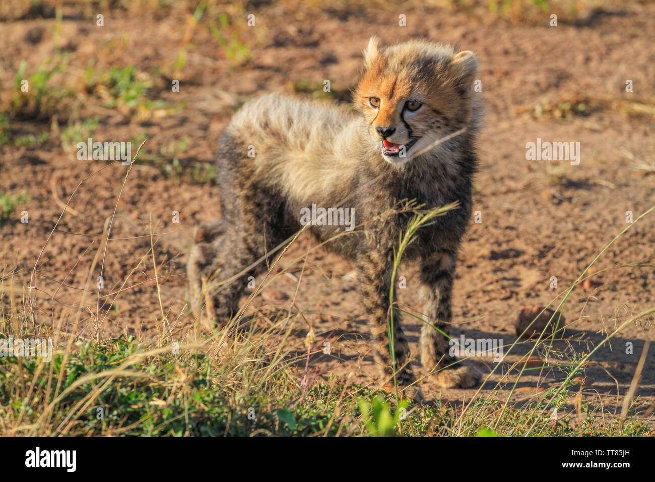 Fluffy Cheetah Cub High Resolution Stock Photography and Images - Alamy