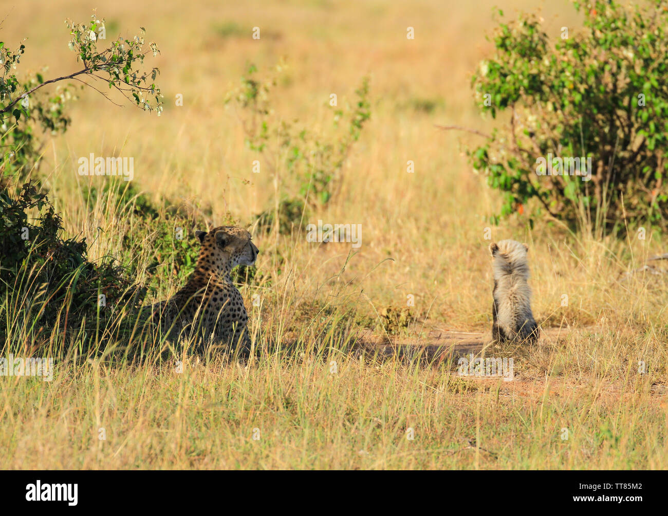 Fluffy cheetah cub hi-res stock photography and images - Alamy