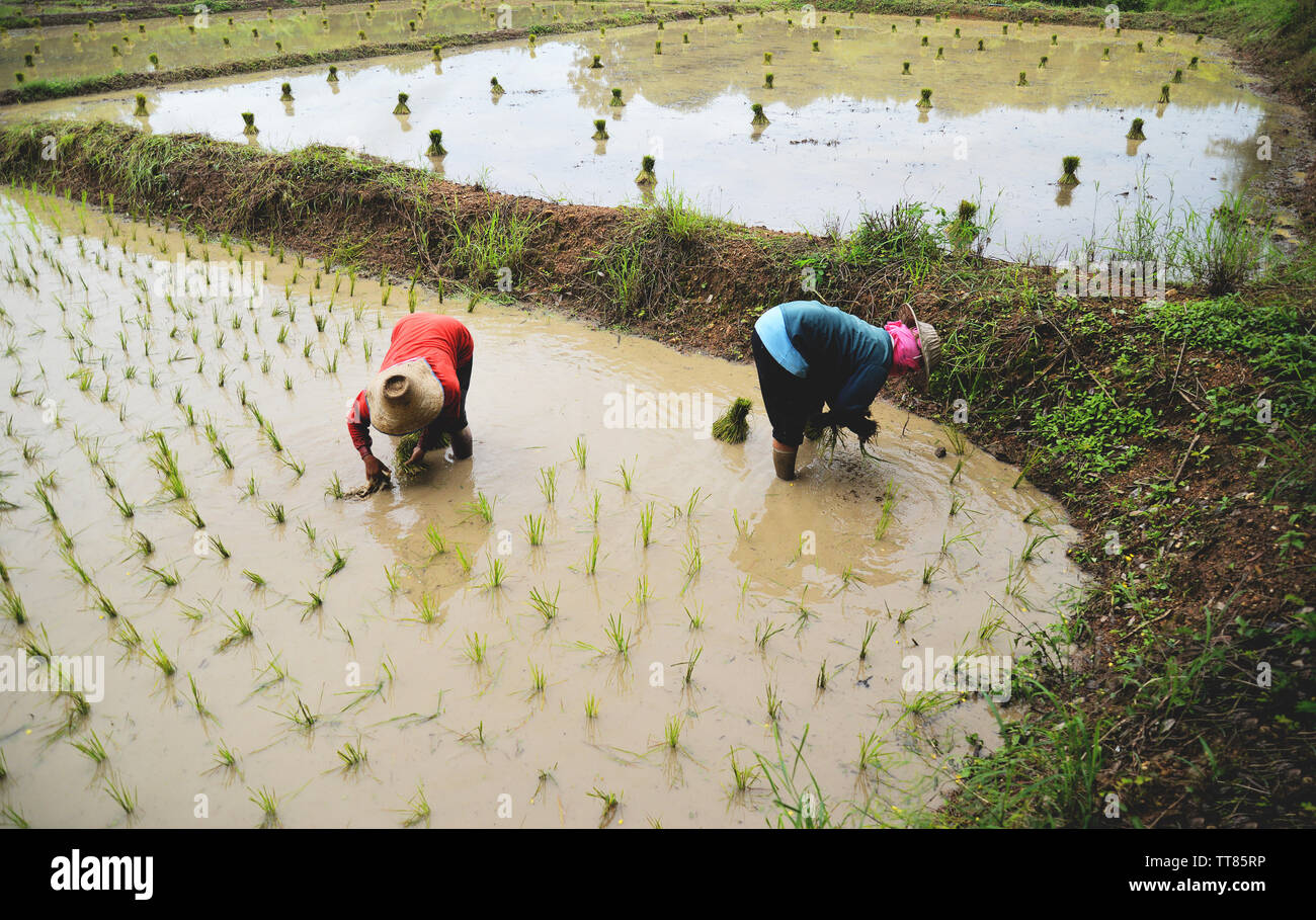 Farmer planting on the organic paddy rice farmland / planting rice on ...