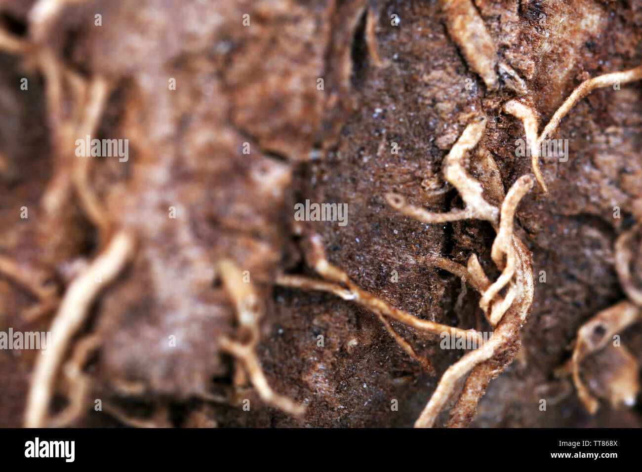 Coconut shell texture close up Stock Photo - Alamy
