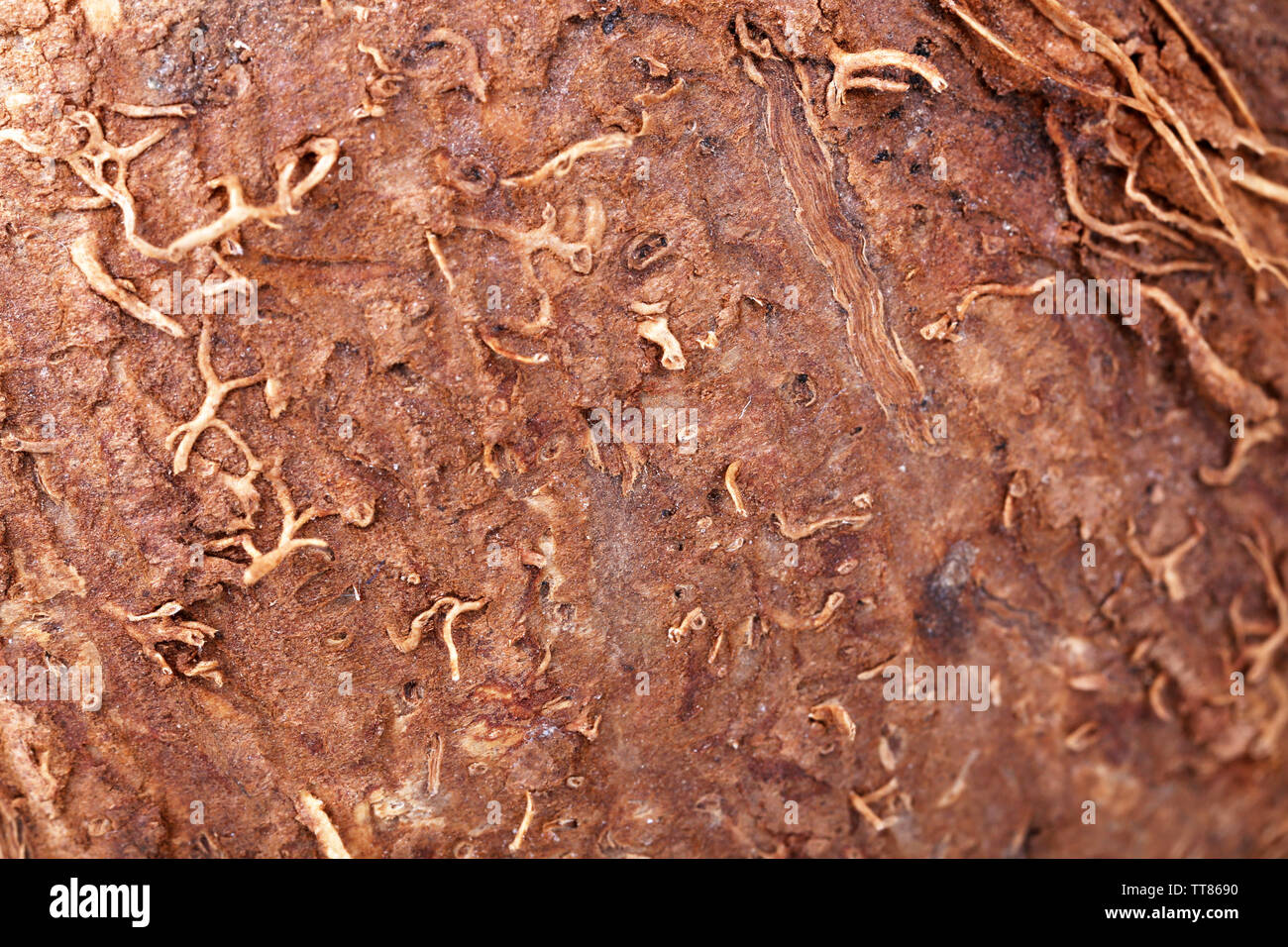 Coconut shell texture close up Stock Photo - Alamy