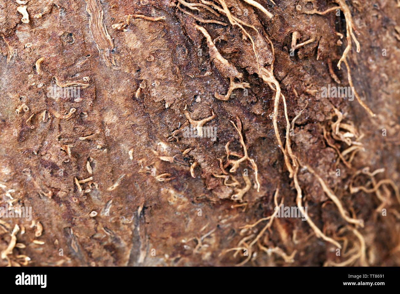 Coconut shell texture close up Stock Photo - Alamy