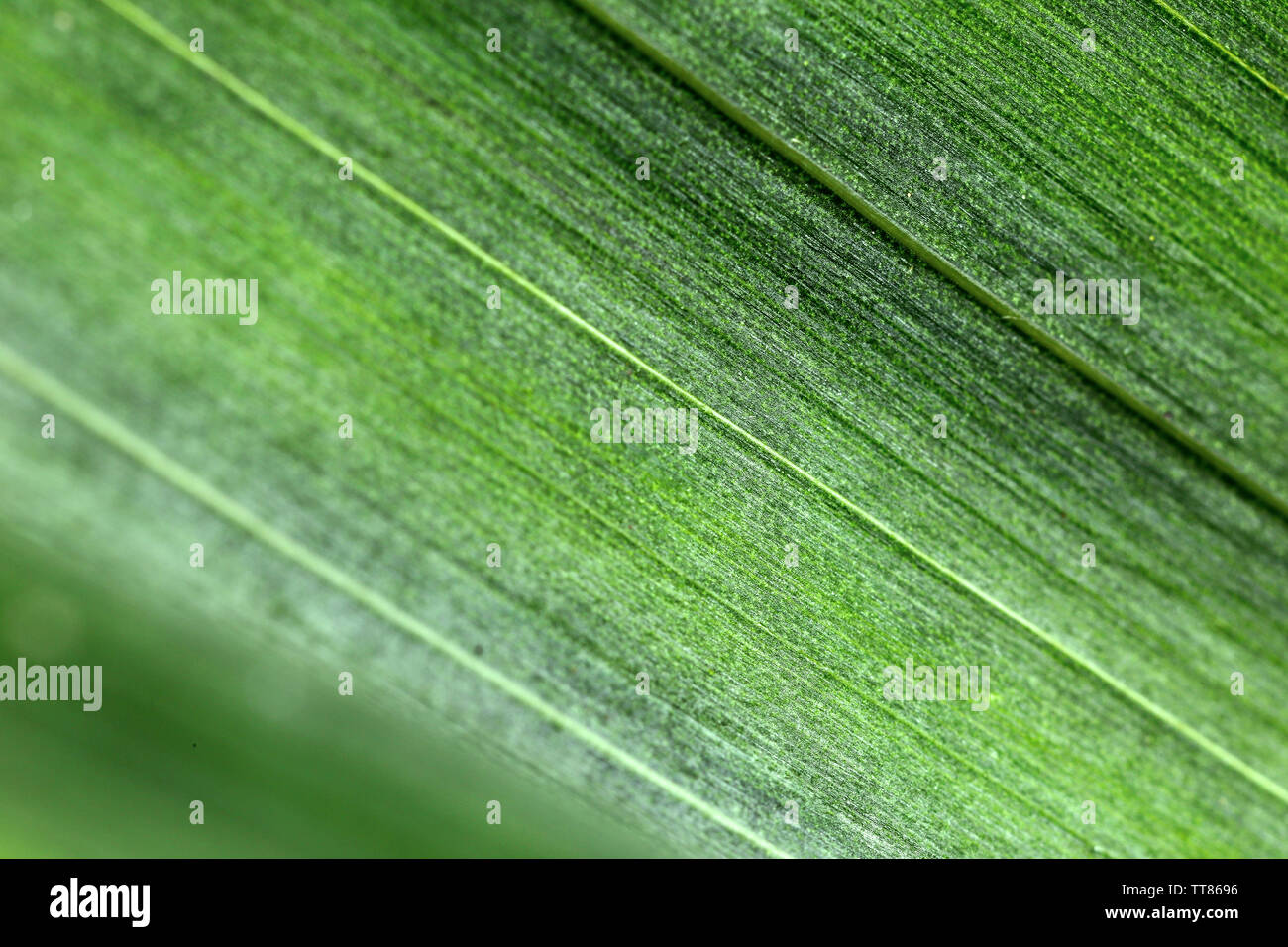 Symmetrical leaf structures hi-res stock photography and images - Alamy