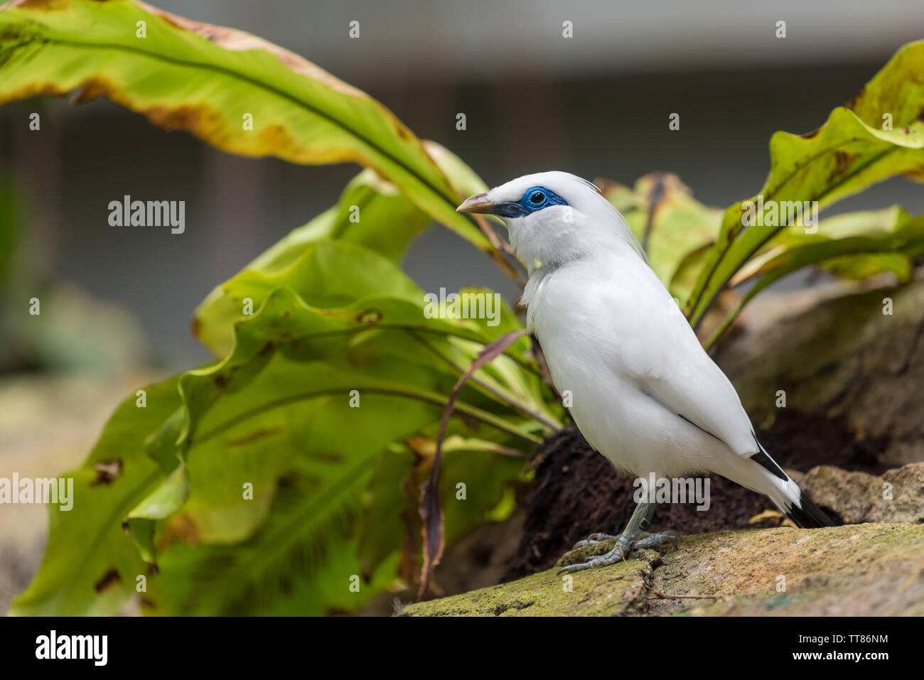 Bali myna, Rothschild's mynah, Bali starling, Bali mynah or jalak Bali ...