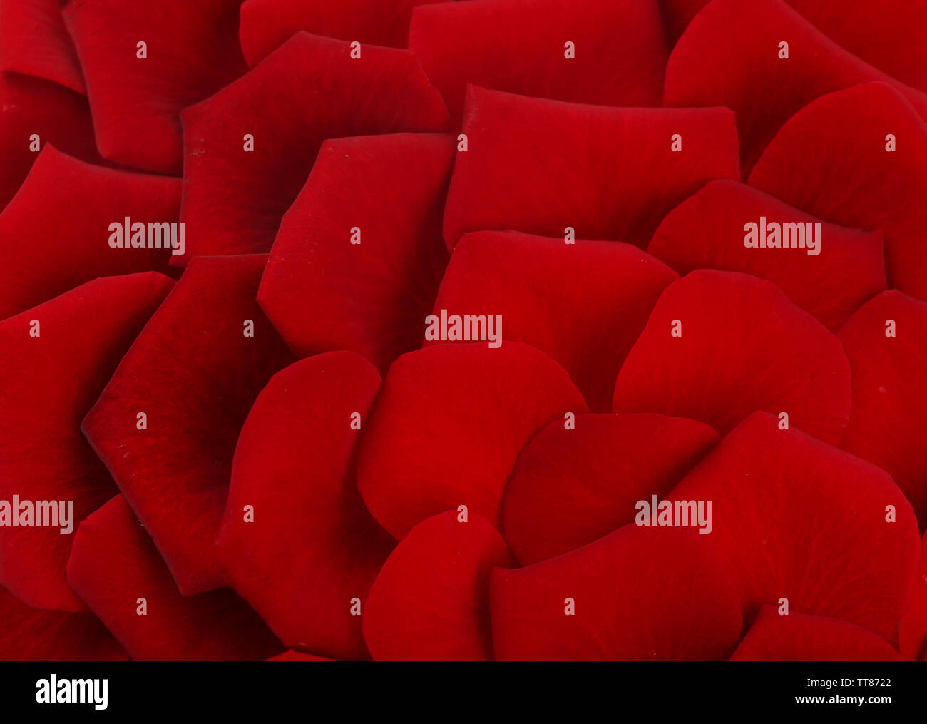 Bright petals of roses close up Stock Photo - Alamy