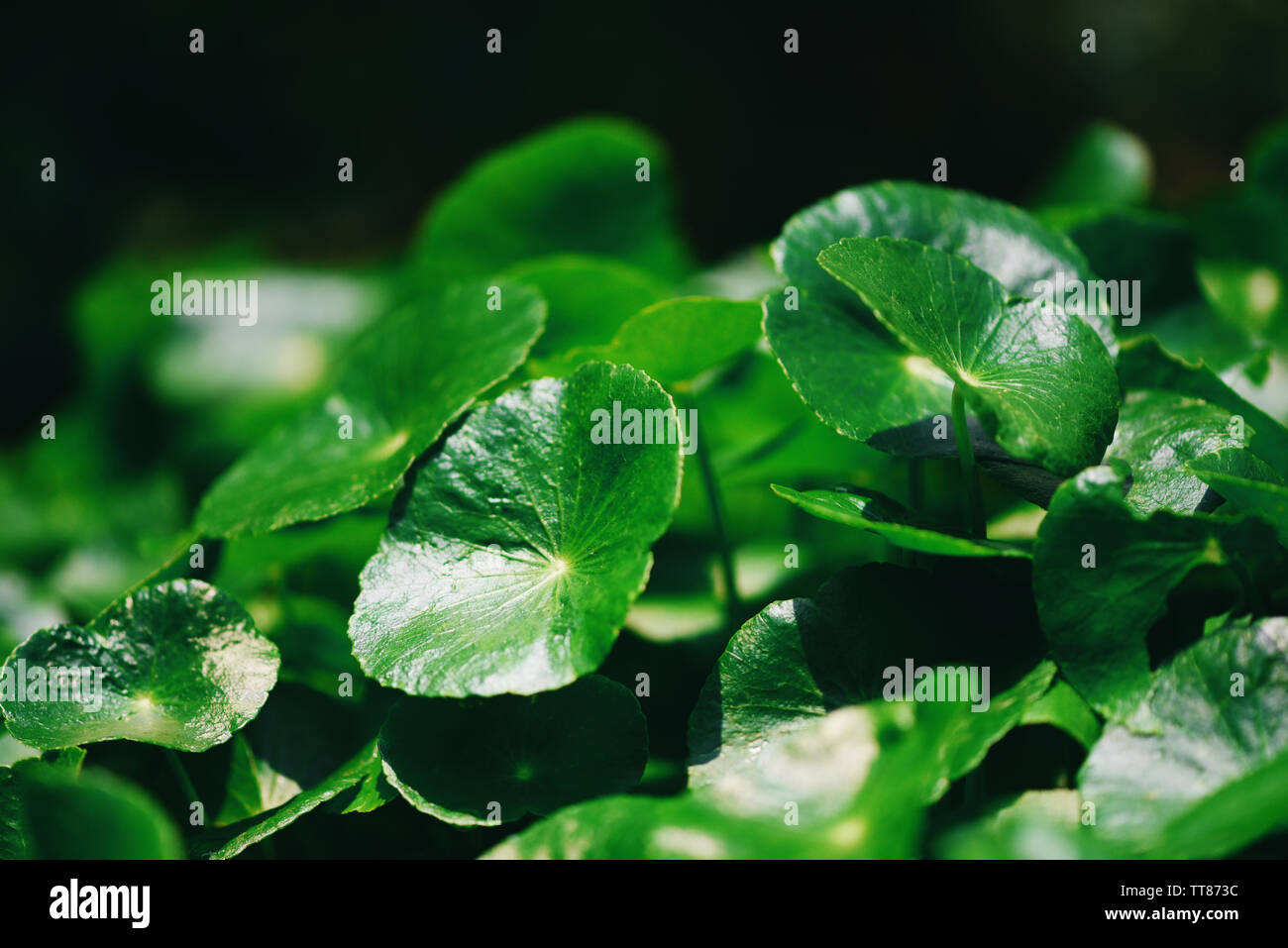 Centella asiatica leaves green nature leaf medical herb in the garden ...