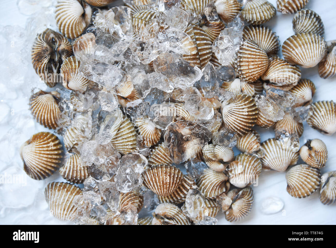Fresh raw shellfish blood cockle seafoodon ice background / ocean ...
