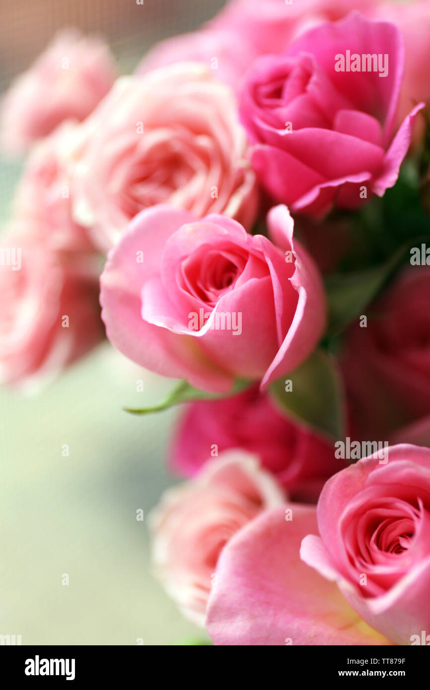 Beautiful pink roses close up Stock Photo - Alamy