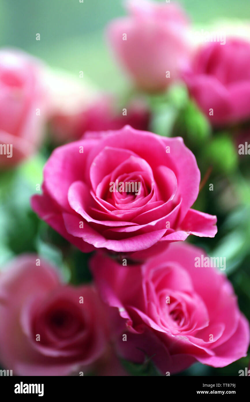 Beautiful pink roses close up Stock Photo - Alamy
