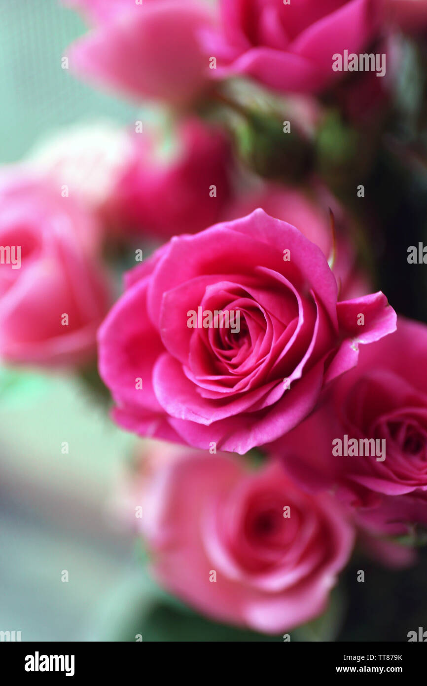 Beautiful pink roses close up Stock Photo - Alamy