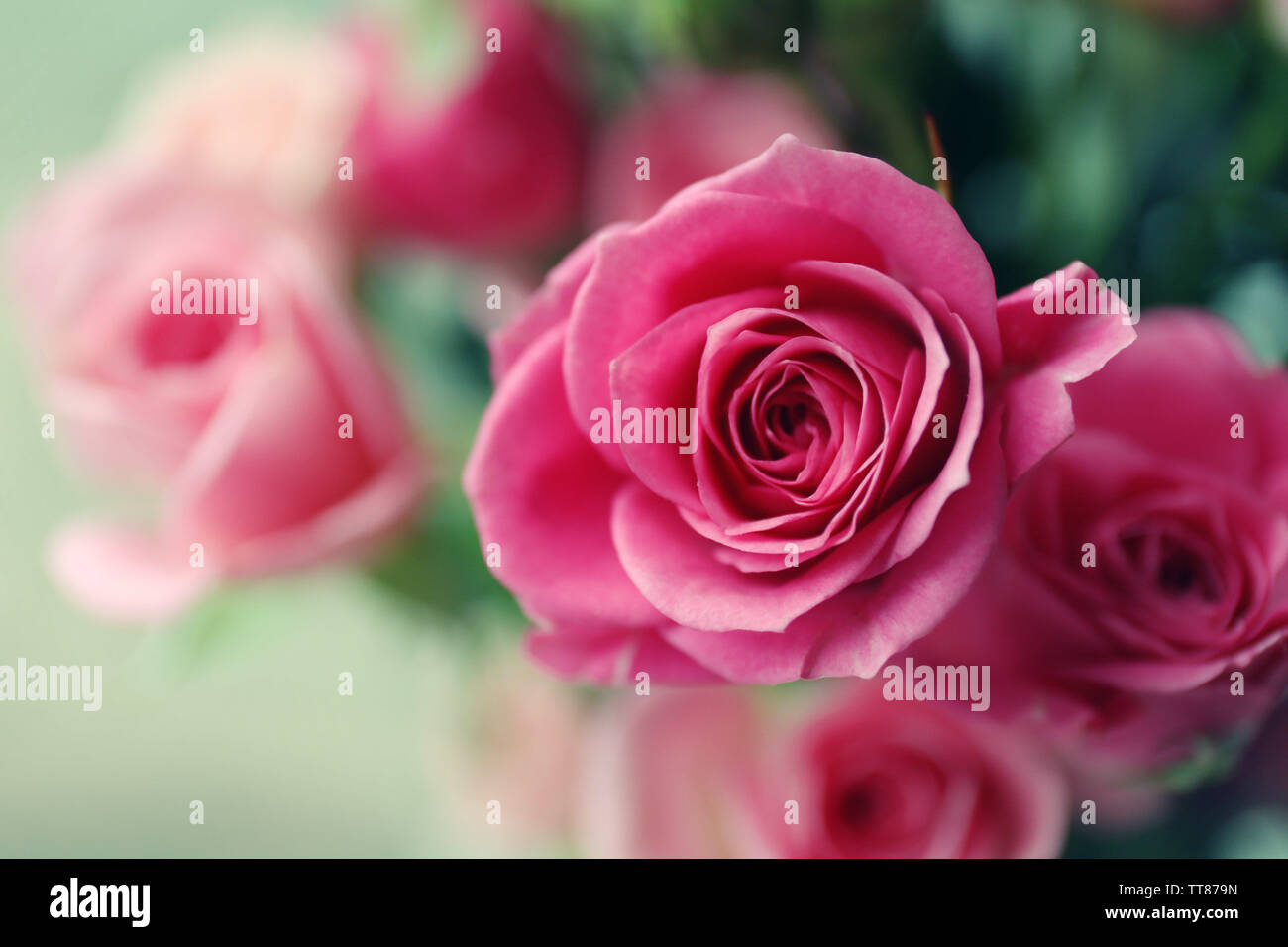 Beautiful pink roses close up Stock Photo - Alamy