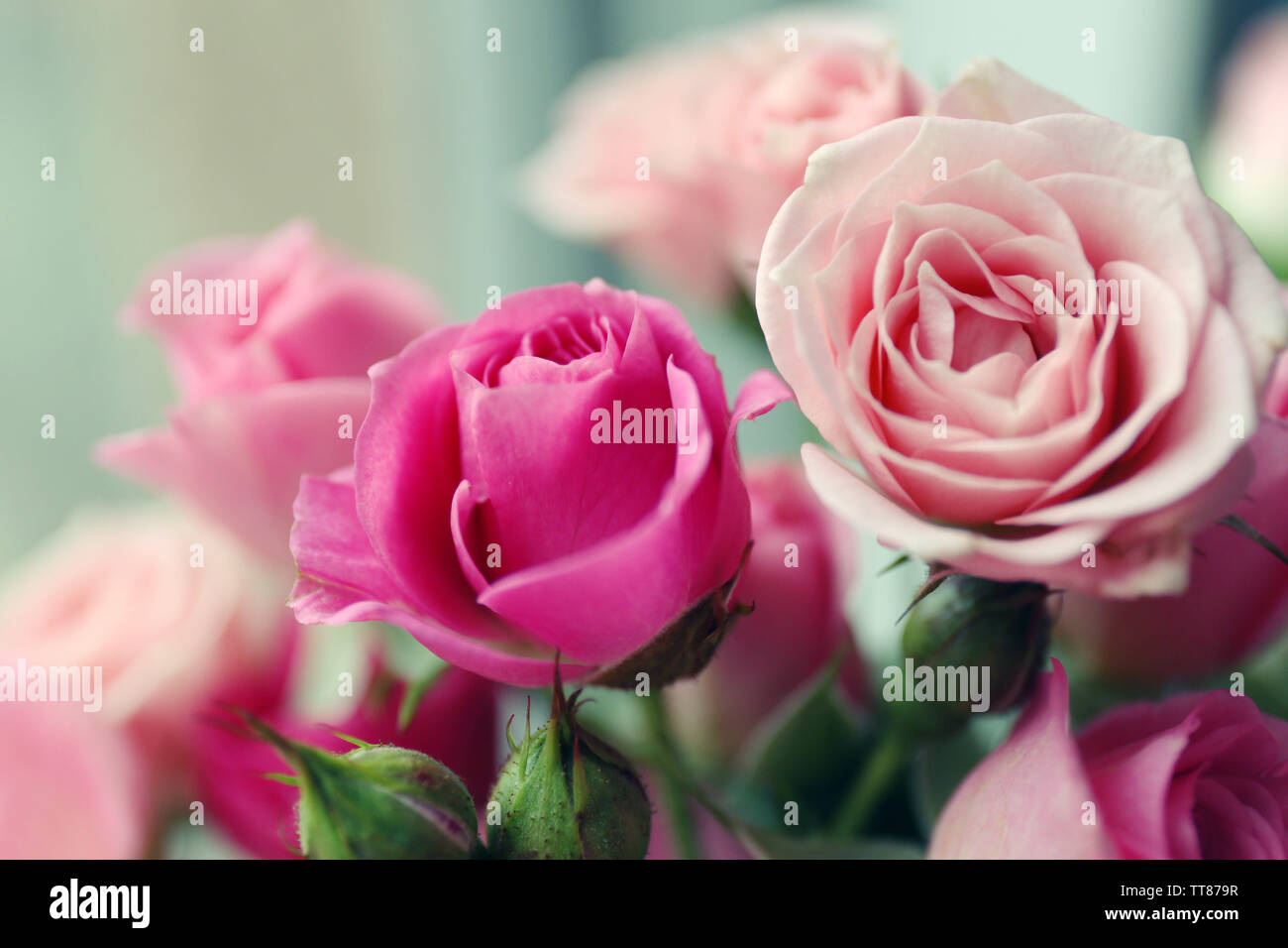Beautiful pink roses close up Stock Photo - Alamy