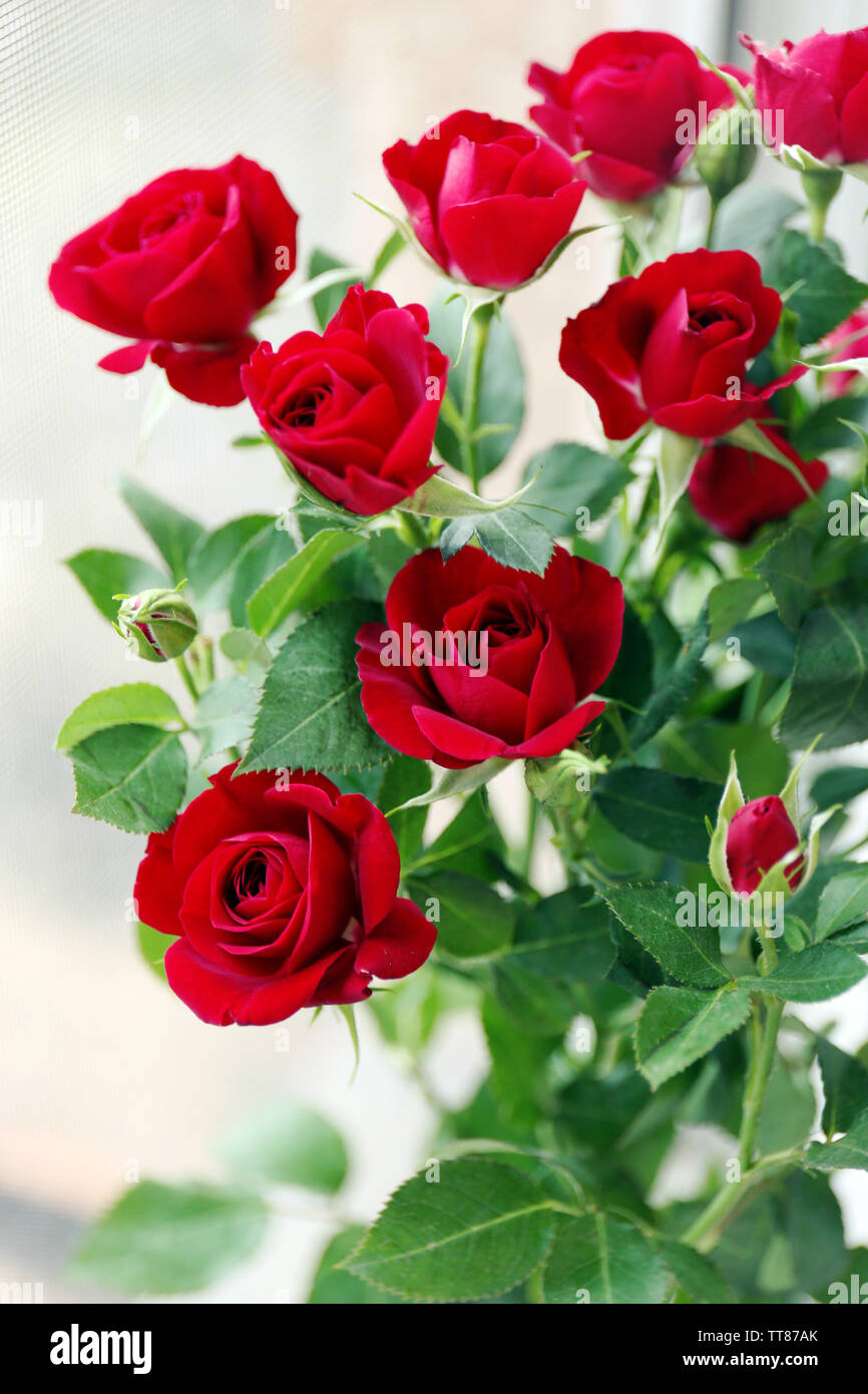 Beautiful red roses on bright background Stock Photo - Alamy