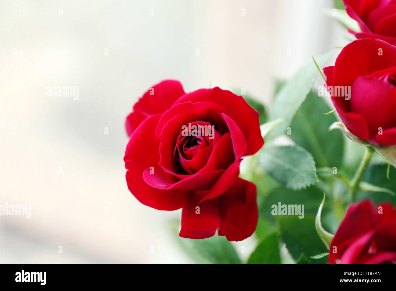 Beautiful red roses on light background Stock Photo - Alamy