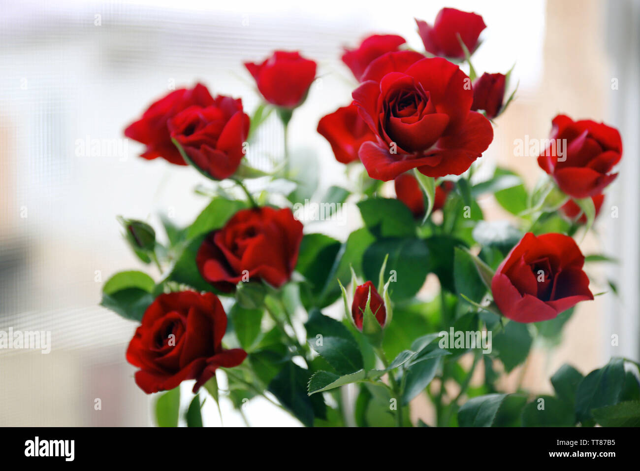 Beautiful red roses on bright background Stock Photo - Alamy