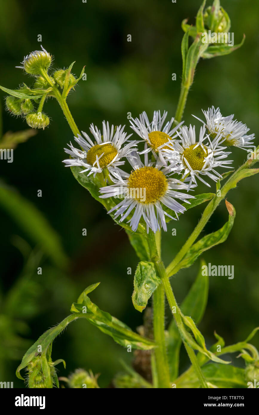 Daisy fleabane hi-res stock photography and images - Alamy