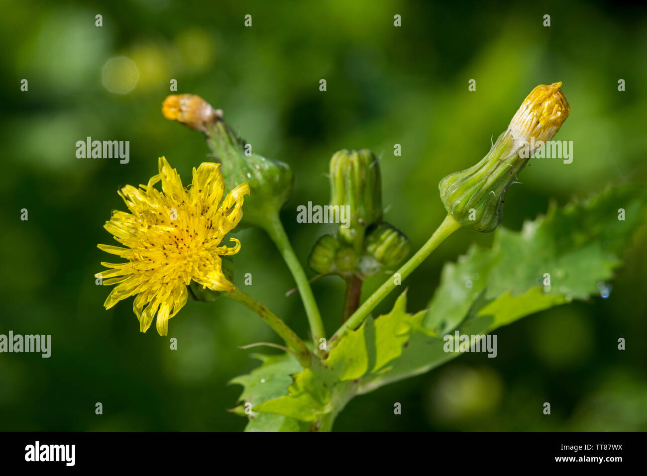 Jack-go-to-bed-at-noon / meadow salsify / showy goat's-beard / meadow ...