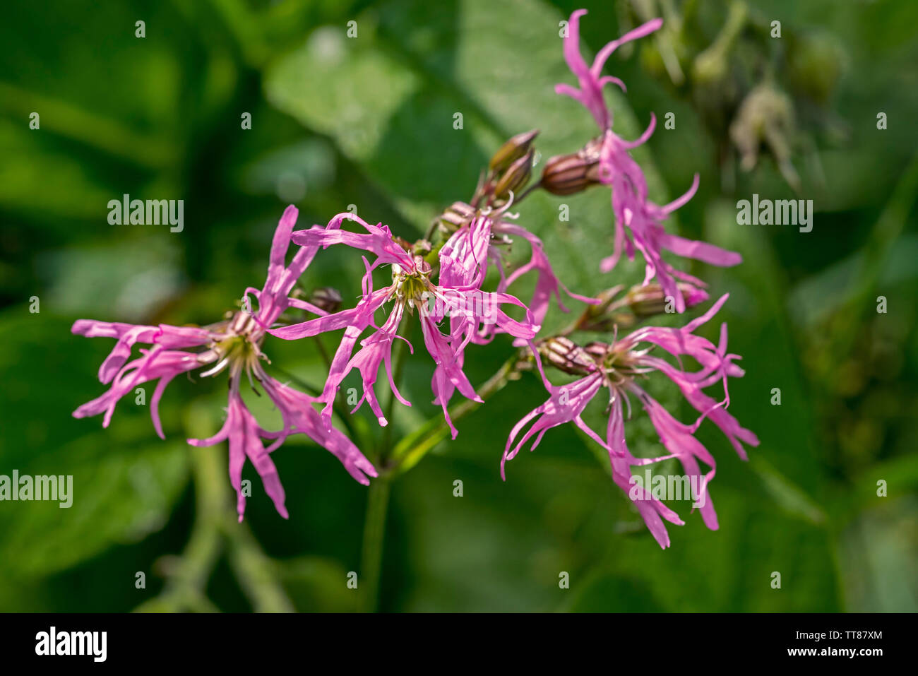 Ragged-Robin (Lychnis flos-cuculi / Silene flos-cuculi) in flower Stock ...