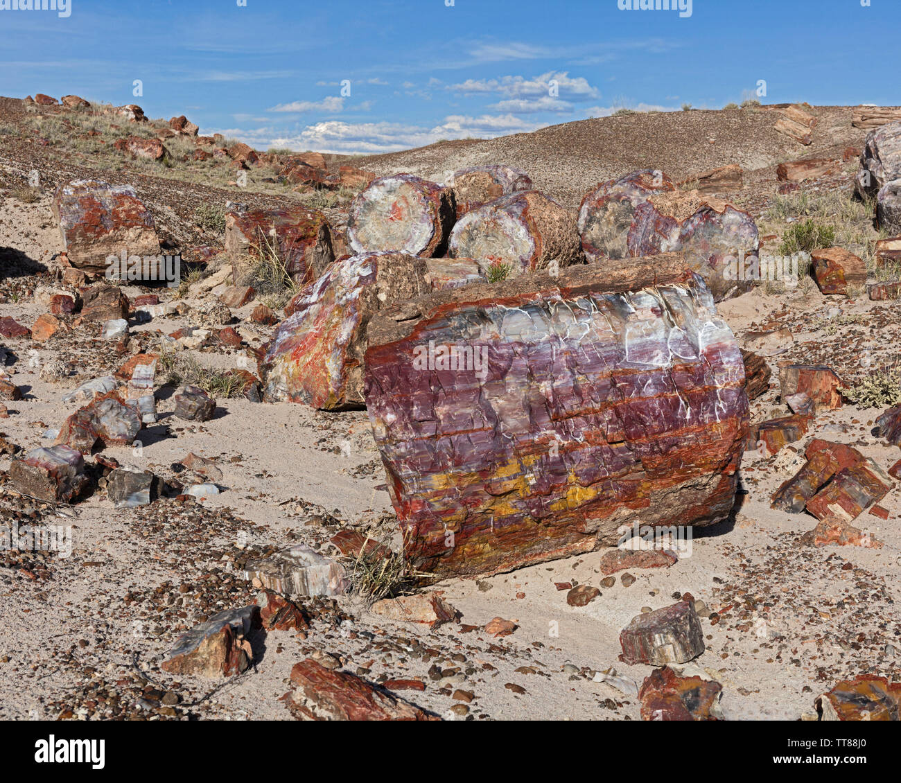 Wood turned to stone in the Painted Desert Stock Photo - Alamy