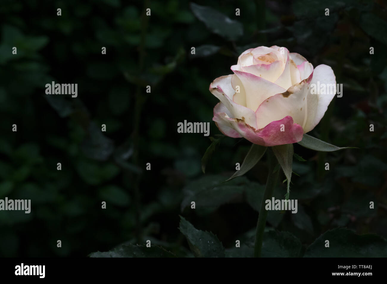 Miniature white roses hi-res stock photography and images - Alamy