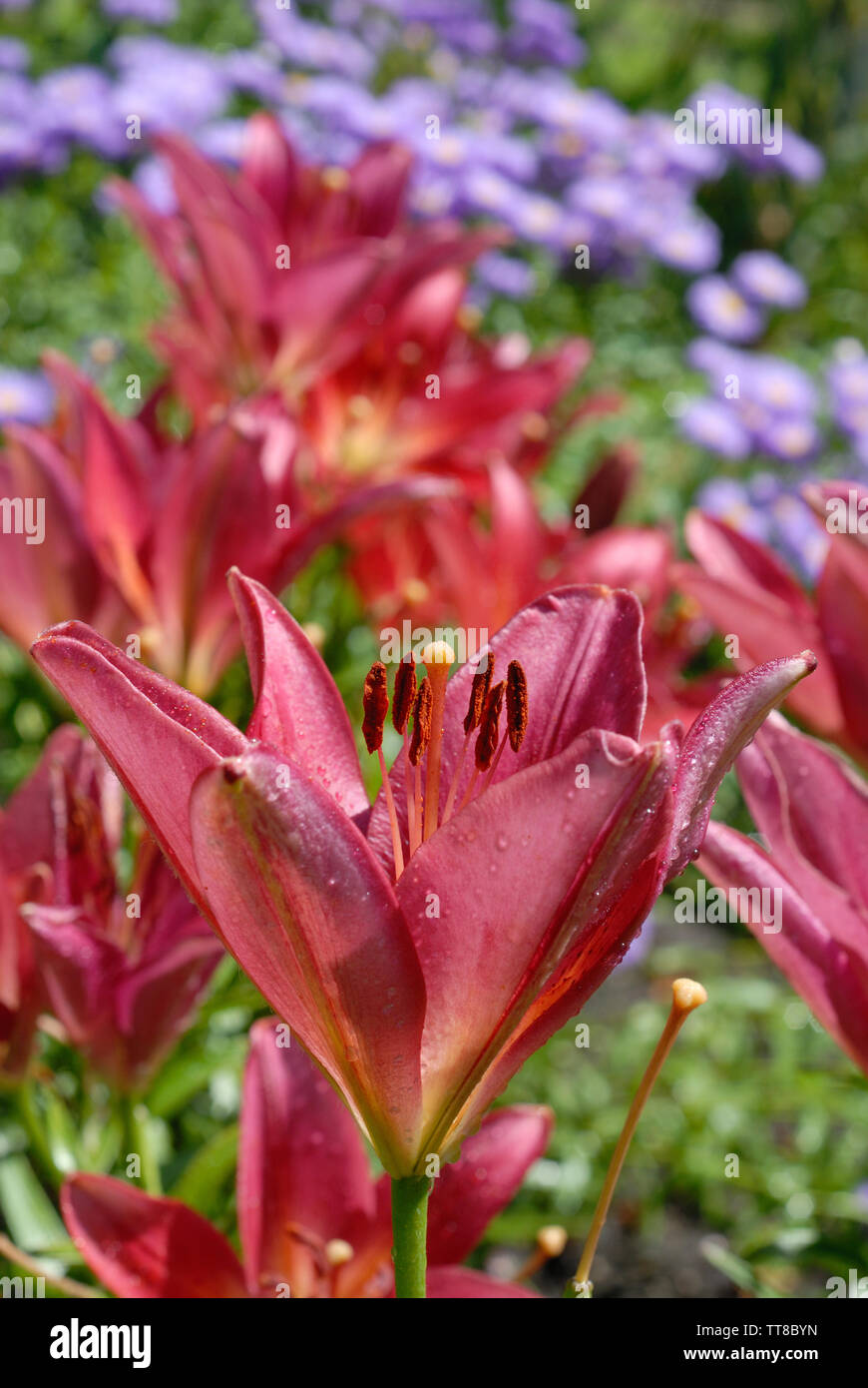 Pink lilies on the lawn in the sun Stock Photo - Alamy