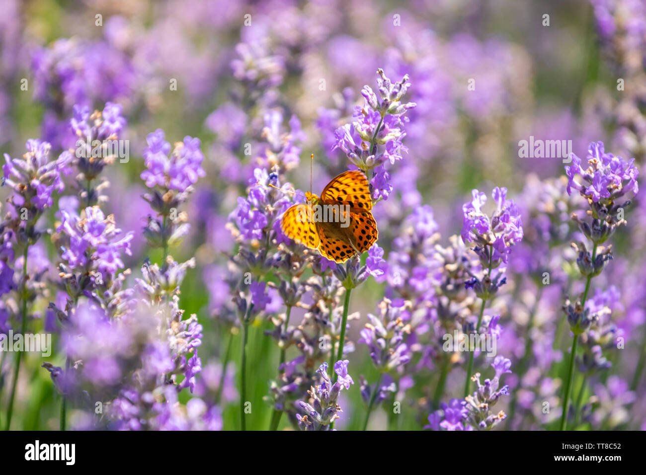 Butterfly on purple lavender flowers, lavender field closeup. Nature ...