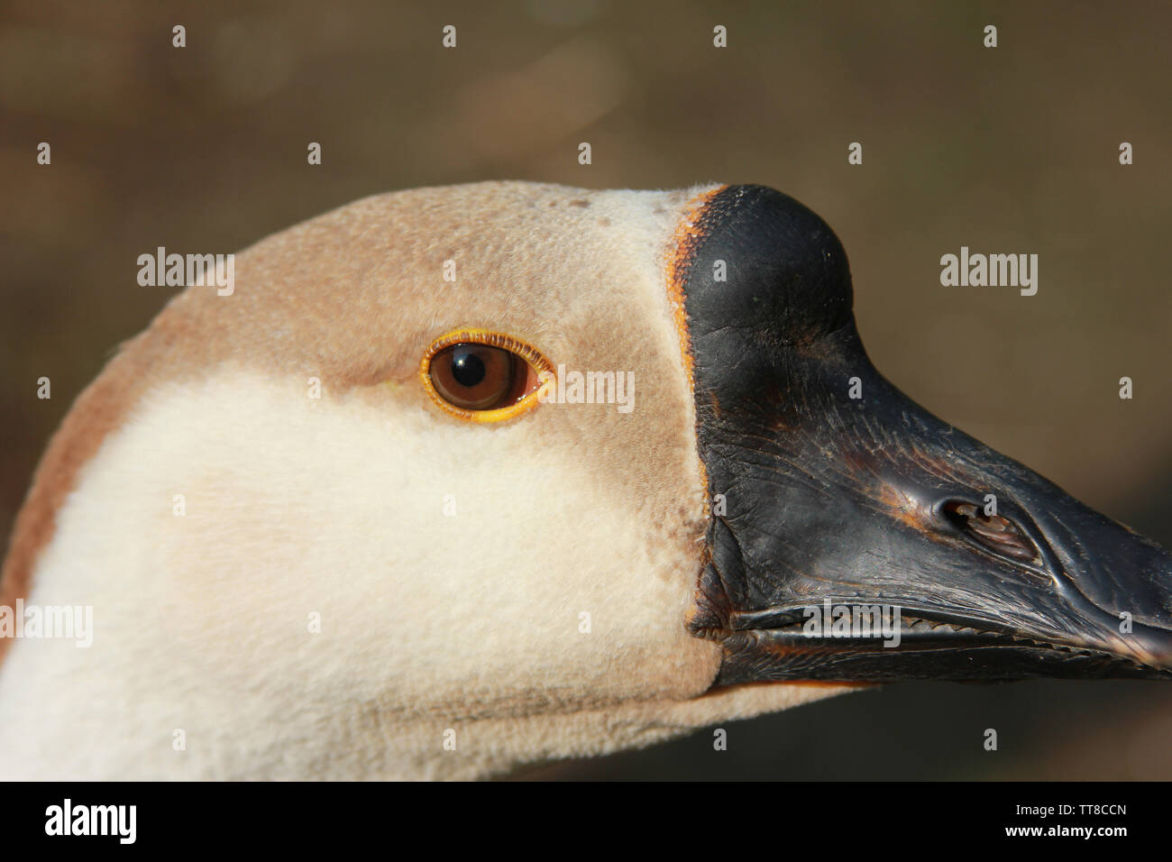 Duck grave hi-res stock photography and images - Alamy
