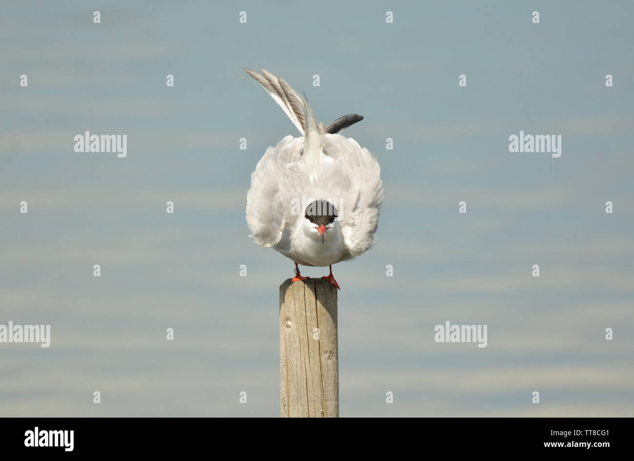 Common Tern fluffing out its feathers on a wooden post. England, UK ...