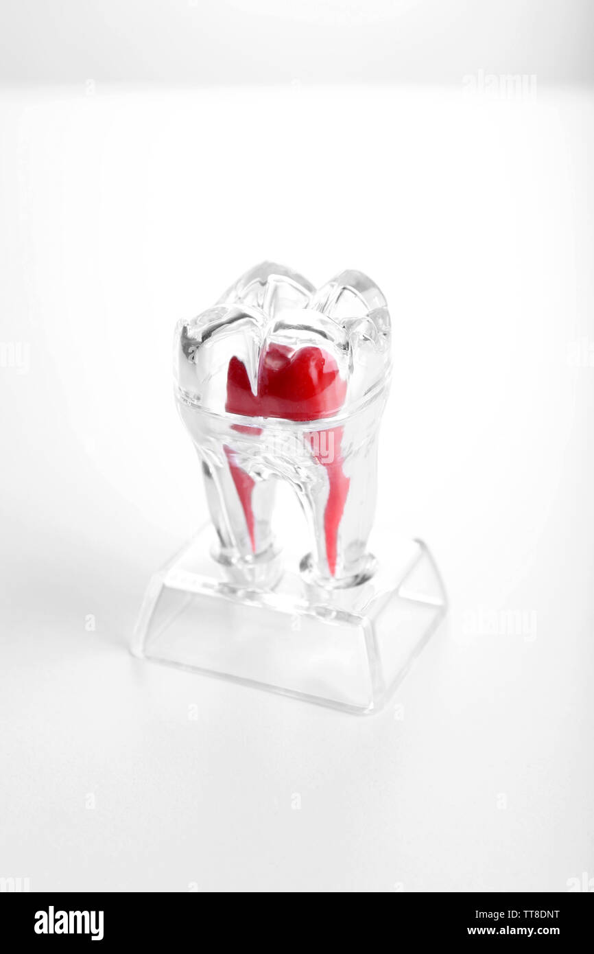 Human tooth model isolated on white Stock Photo - Alamy