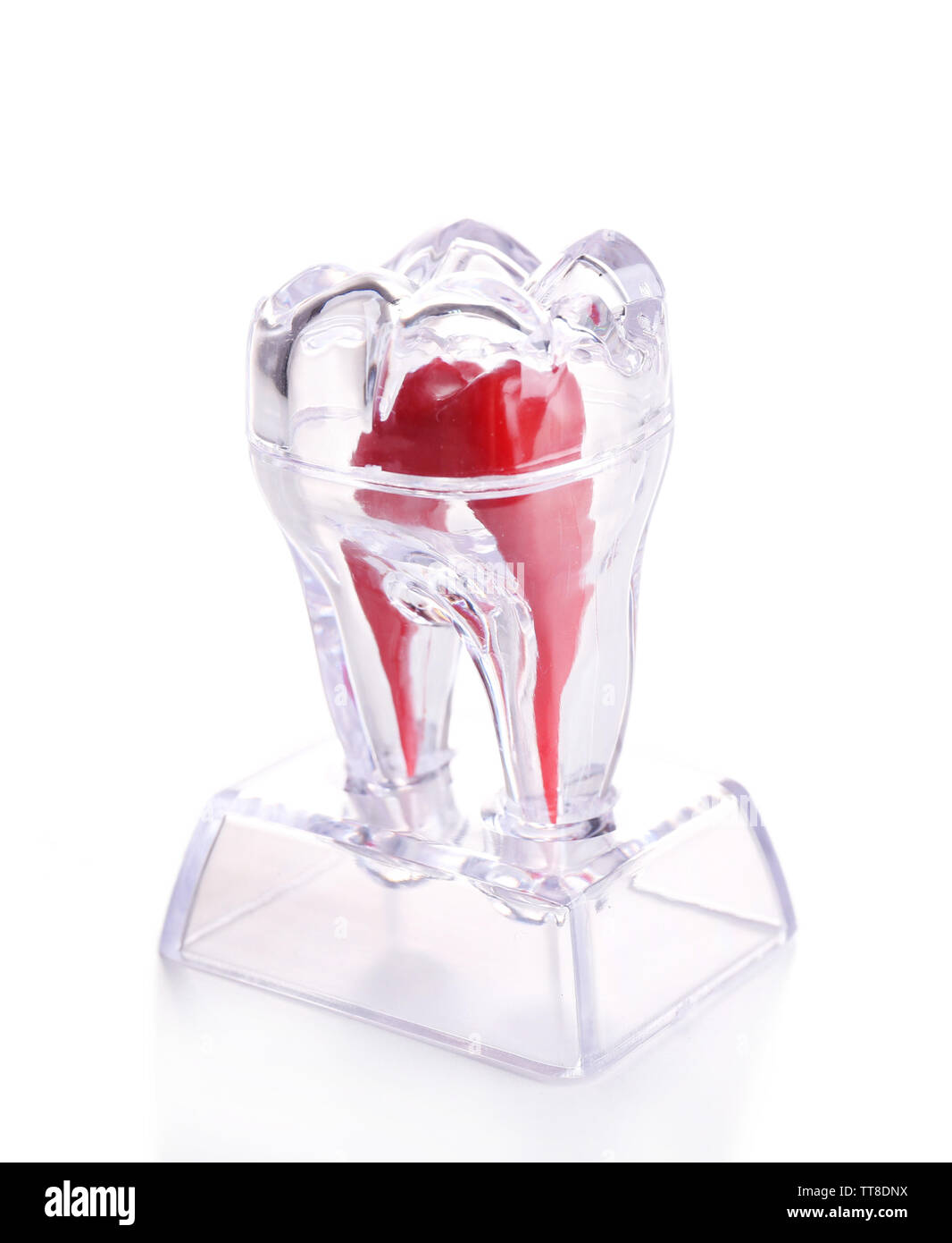 Human tooth model isolated on white Stock Photo - Alamy