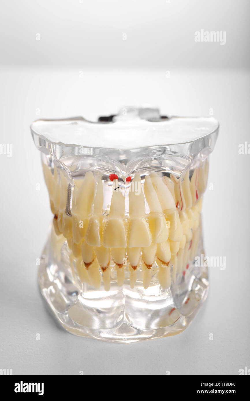 Plastic human teeth models isolated on white Stock Photo - Alamy