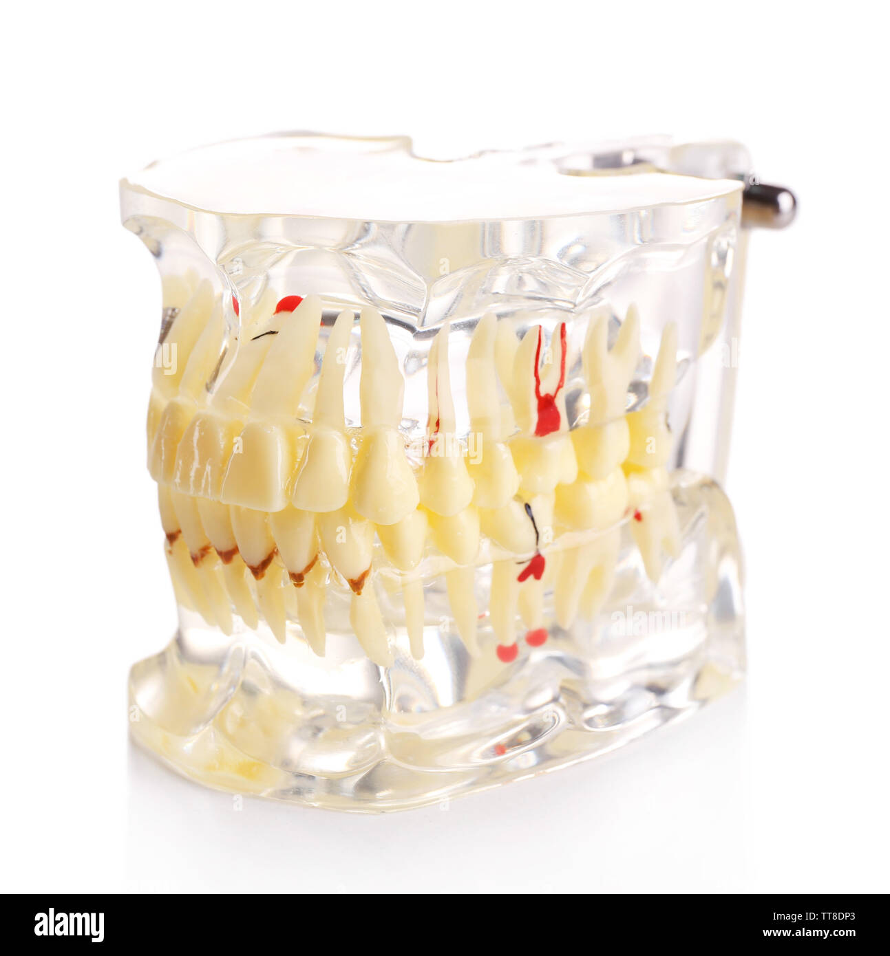 Plastic human teeth models isolated on white Stock Photo - Alamy