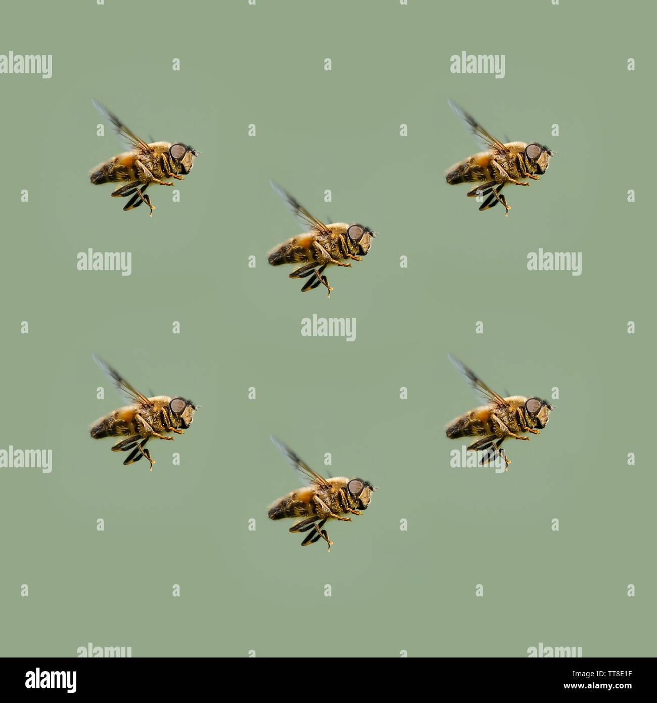 Group of hoverflies hi-res stock photography and images - Alamy