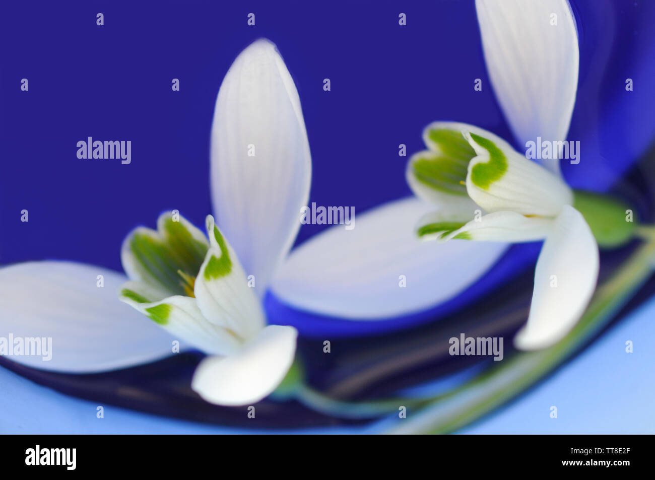 Two Snowdrops in a deep blue dish Stock Photo - Alamy