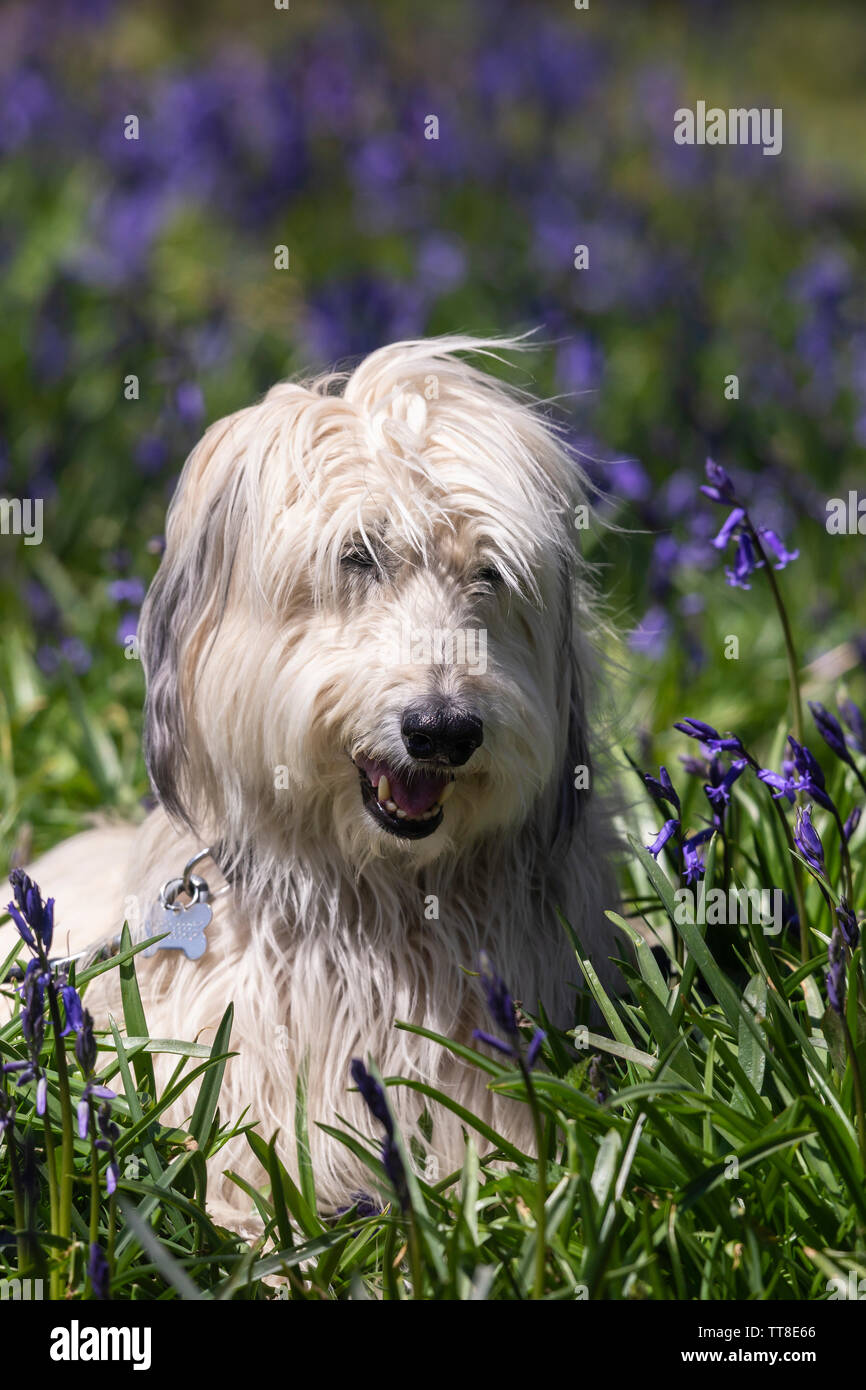 Grey lurcher hi-res stock photography and images - Alamy