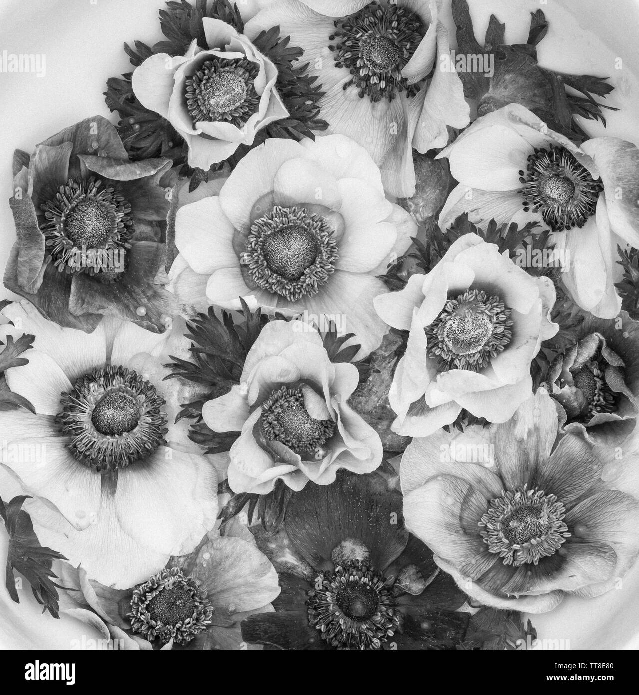 Harmonious flowers Black and White Stock Photos & Images - Alamy