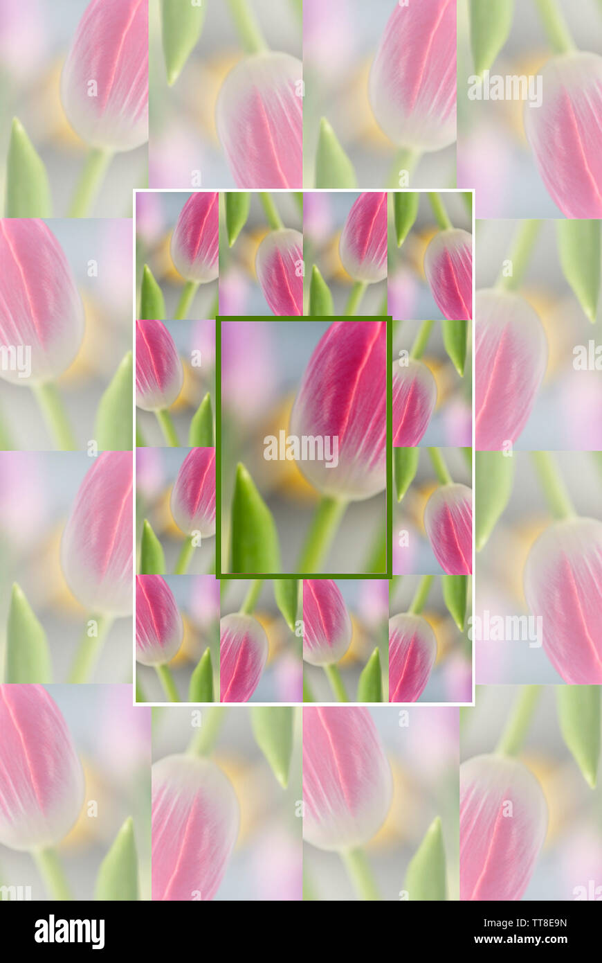 Pink tulips forming a busy pattern Stock Photo - Alamy