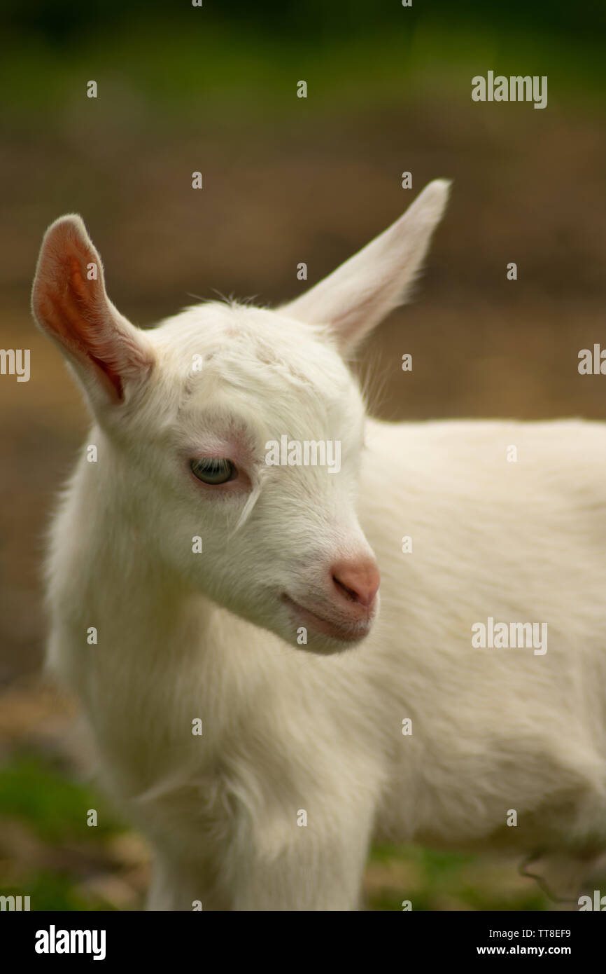 Golden guernsey goat hi-res stock photography and images - Alamy